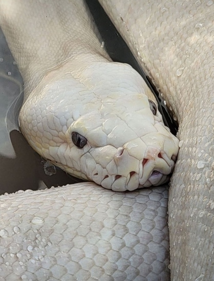 BREEDER! Orange Glow Tiger Super Motley Adult Female Reticulated Python ...