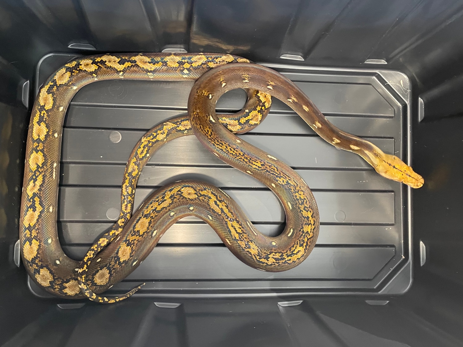 2019 F Phantom 25% Kalatoa Superdwarf Reticulated Python by Children of ...
