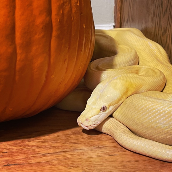 White Motley GC Tiger Reticulated Python by Children of Loki