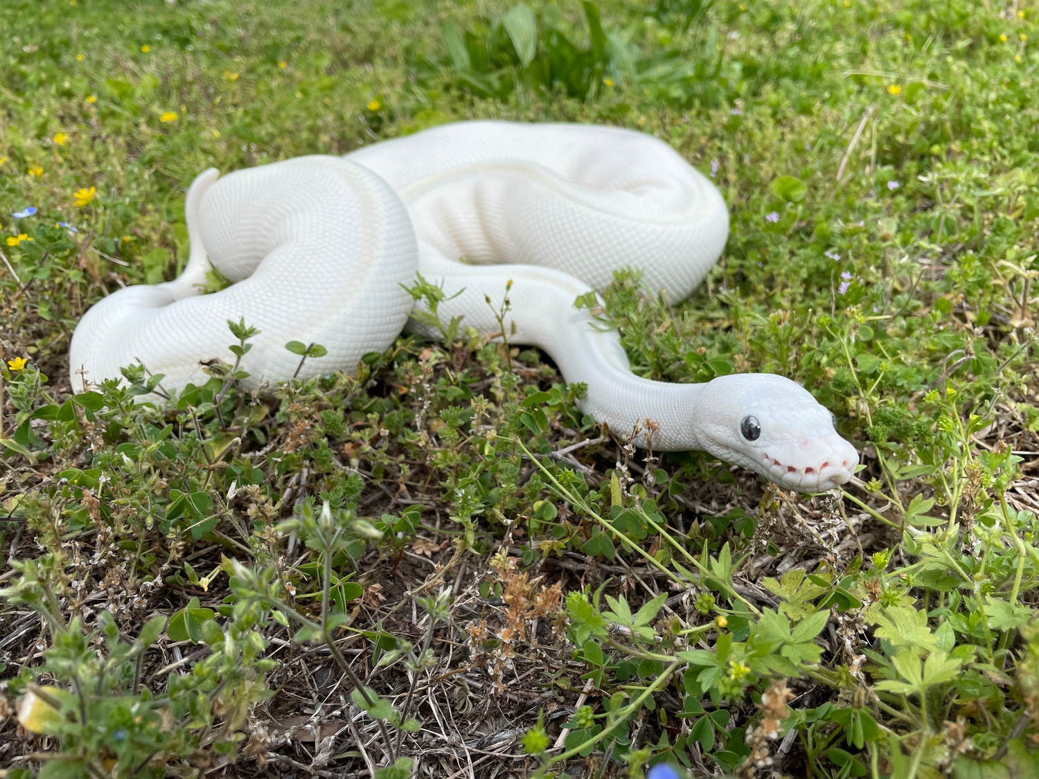 Blue-Eyed Lucy (Moj/Les) Ball Python by Children of Loki - MorphMarket