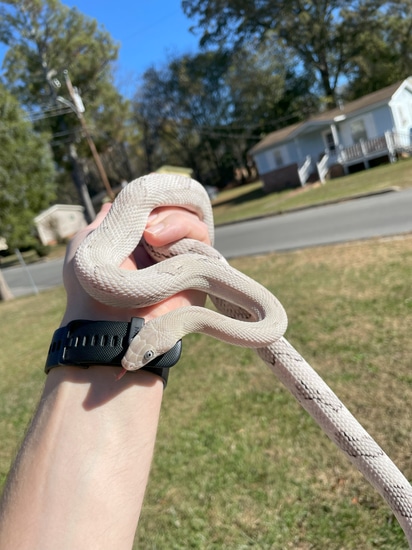 Axanthic Blonde Trans-Pecos Rat Snake by Children of Loki