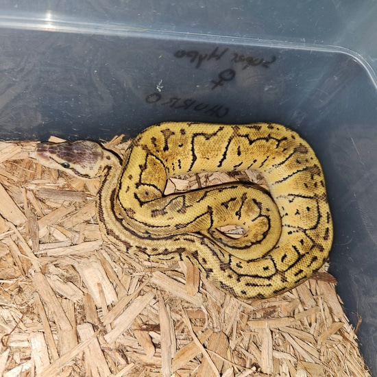 2024 LemonBlast YB 100% Het Pied, 50% DH DG/Hypo Ball Python by Big Mikes Balls