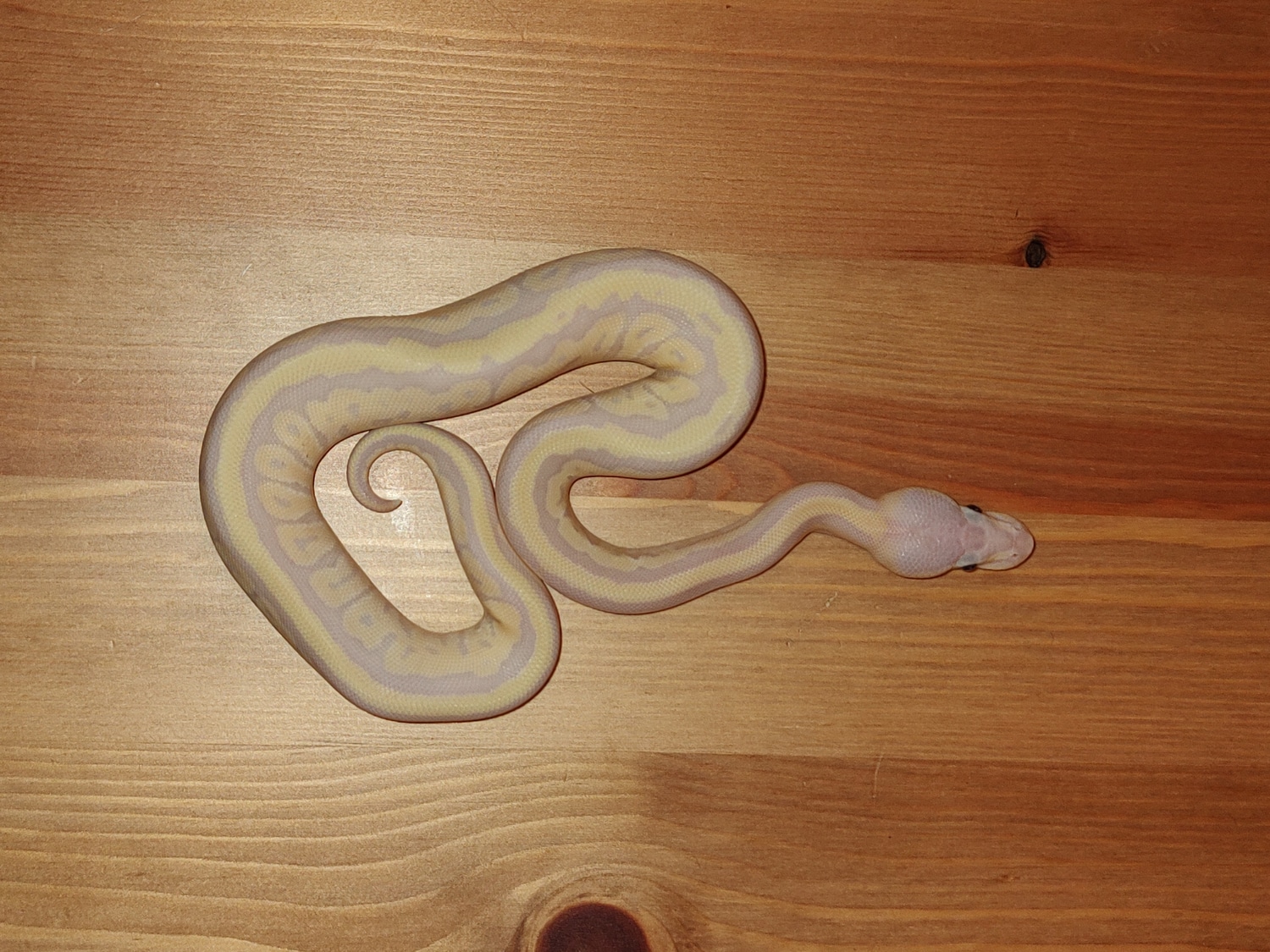 Super Banana Mojave Pinstripe Ball Python by Cozy Constrictors - MorphMarket