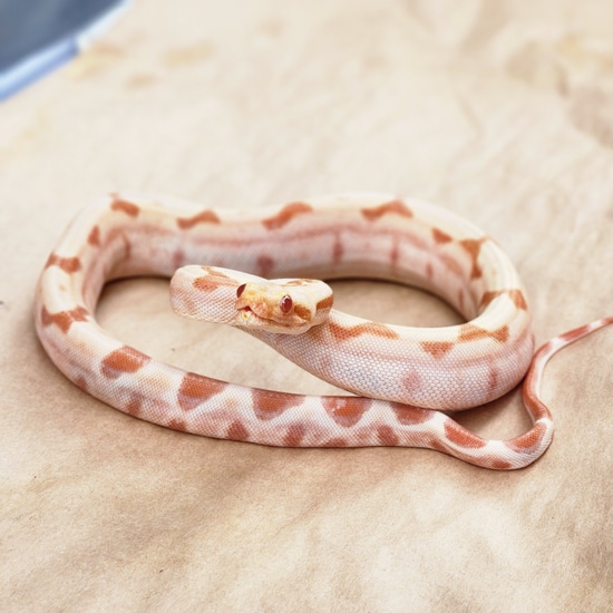 Img Sunglow Het Blood Boa Constrictor by Whitfield Family Boas