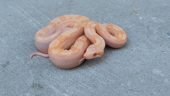 Sun Dragon Motley Boa Constrictor by Whitfield Family Boas