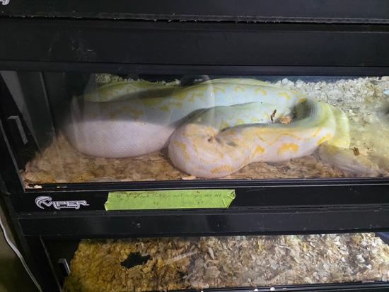 White Phase Reticulated Python by Prolific Pythons