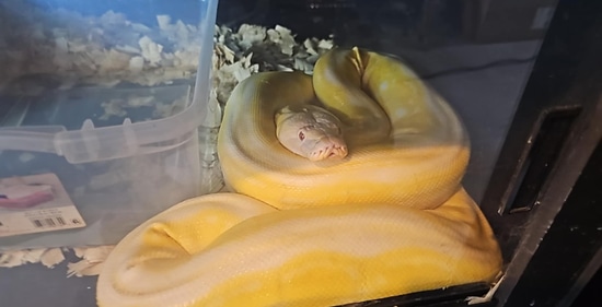 White Phase Motley Suntiger Reticulated Python by Prolific Pythons