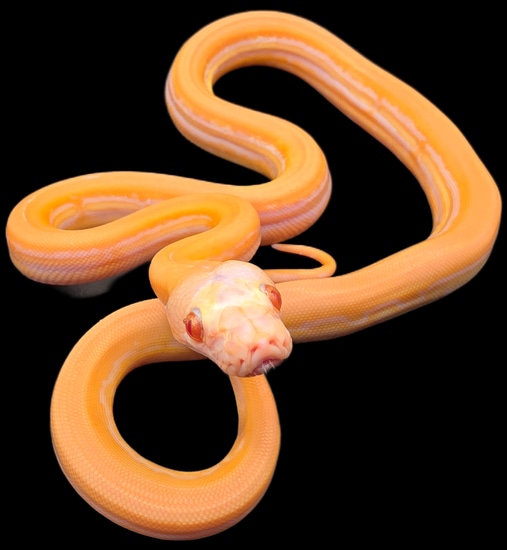 Albino Sunfire Super Tiger Reticulated Python by Prolific Pythons