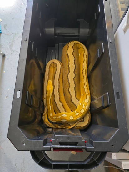 Ogs Super Sunfire Reticulated Python by Prolific Pythons