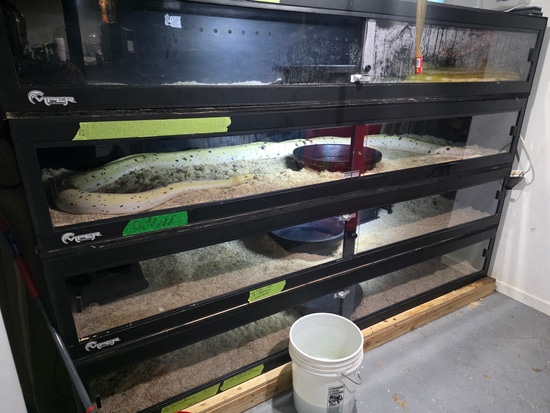 Ivy Line Cow Possible Platinum Reticulated Python by Prolific Pythons