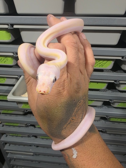 Ivy Line Cow Possible Suntiger Reticulated Python by Prolific Pythons