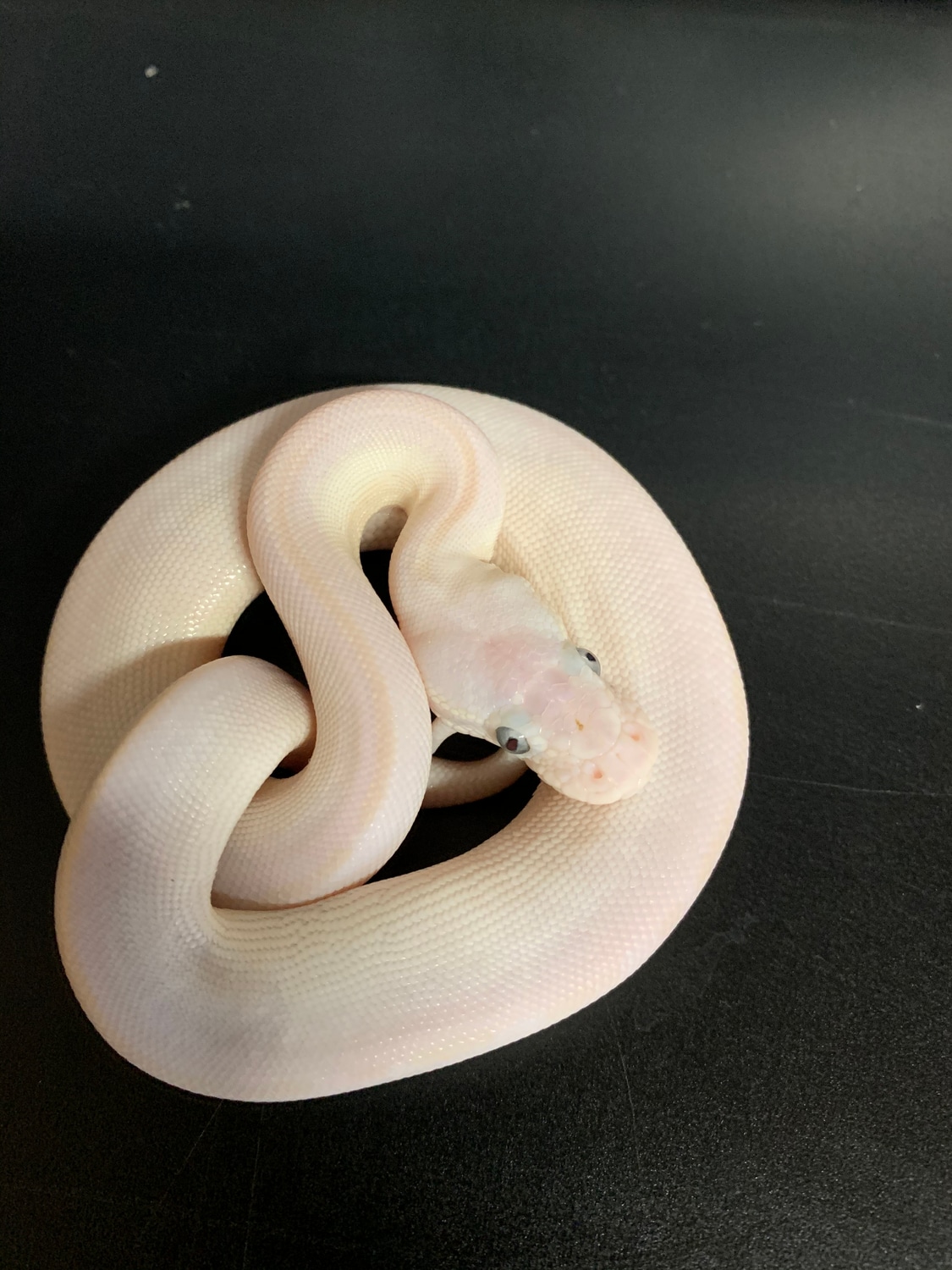 1.0 Mystic Lesser Ball Python by Big Bang Morphs - MorphMarket