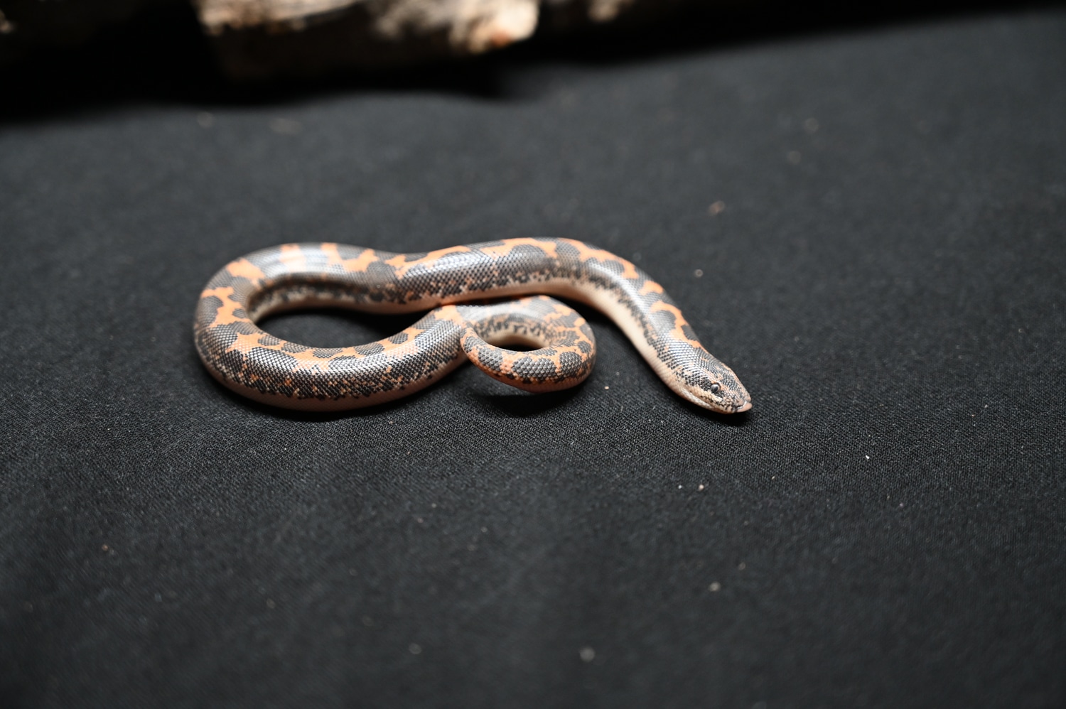 Normal Kenyan Sand Boa by Big Bang Reptiles - MorphMarket