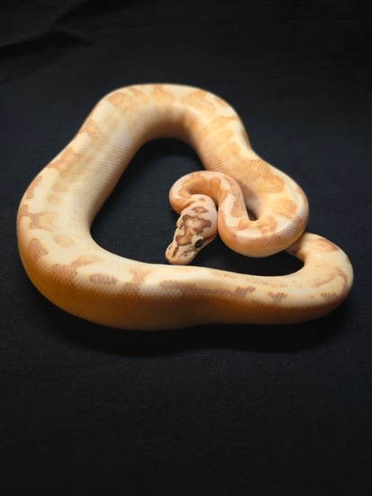 Stinger Highway Ball Python by Big Bang Reptiles