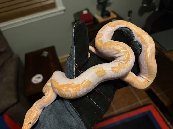 2023 Albino Pied Poss Het Granite And Blond Burmese Python by ...