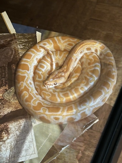 2023 Het Pied And Granite Poss Het Blond Albino Burmese Python by ...