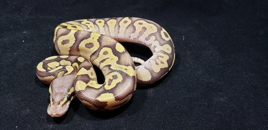Superfly Ball Python by SLM Family Exotics