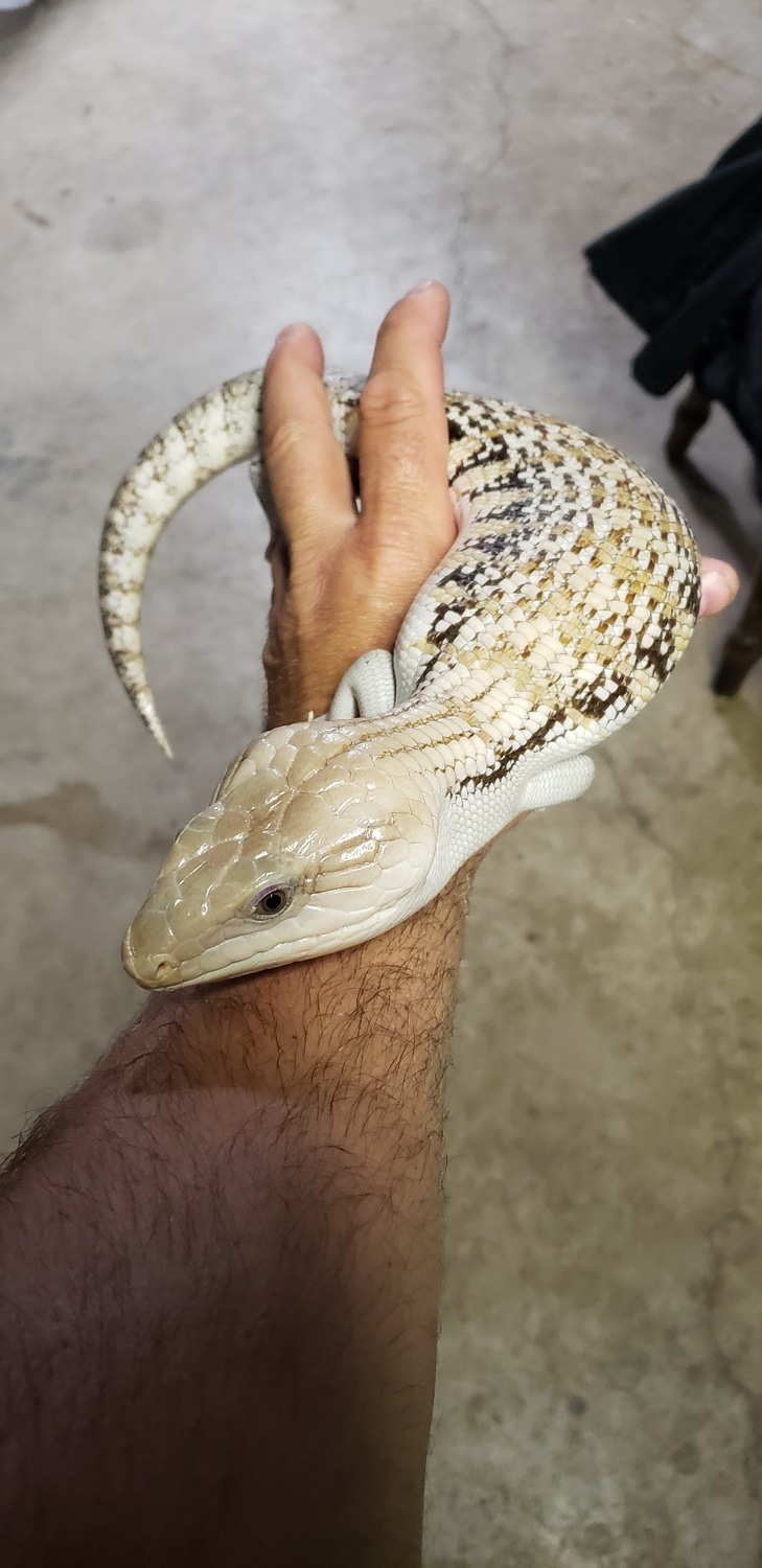 Northern Blue Tounge Skink More Lizard by SLM Family Exotics - MorphMarket