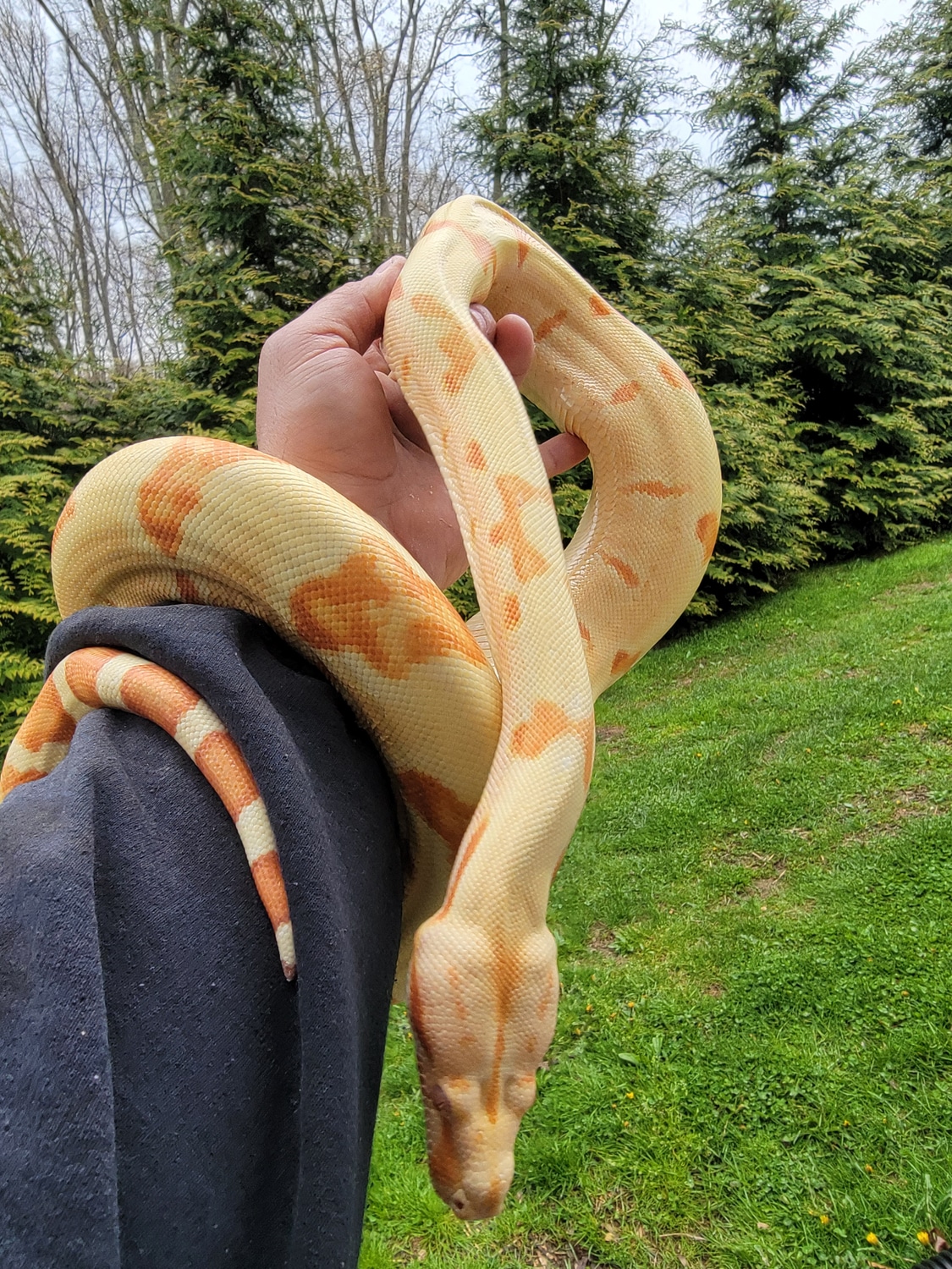 Lipstick Sunglow Poss Super Hypo Boa Constrictor by SLM Family Exotics ...
