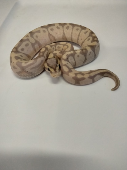 Banana Pastel Het G-Stripe Ball Python by Trippin Royal Balls LLC