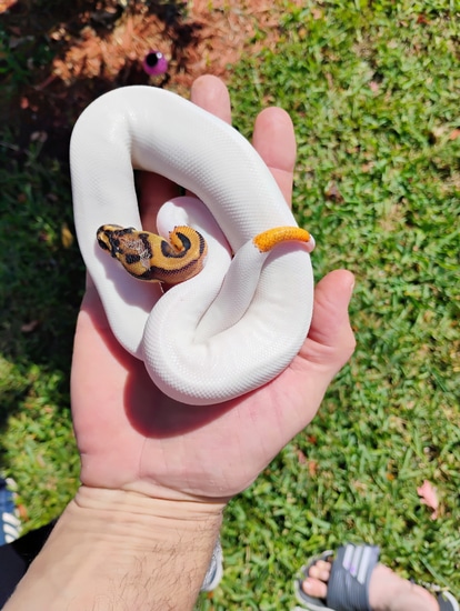 Orange Dream Leopard Pied (Pos) GHI Ball Python by Exotic Morph Obsessions