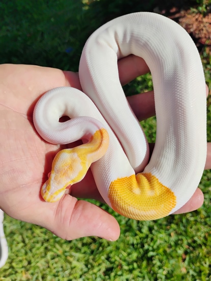 Candino Pied (Pos) OD Emoji Smiley Face Ball Python by Exotic Morph ...