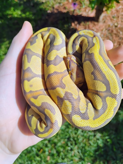 Chocolate Enchi Fire Orange Ghost Ball Python by Exotic Morph Obsessions