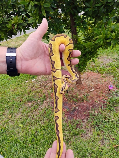 Clown Trio Ball Python by Exotic Morph Obsessions