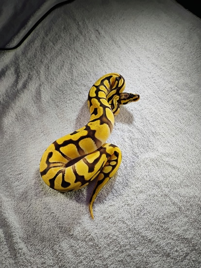 1 - 3 Group Of Clown (Het) Clown Super Orange Dream Pastel Enchi Blade ...