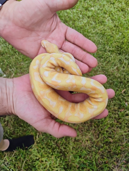 High Contrast Black Head GHI Enchi Albino Ball Python by Exotic Morph Obsessions