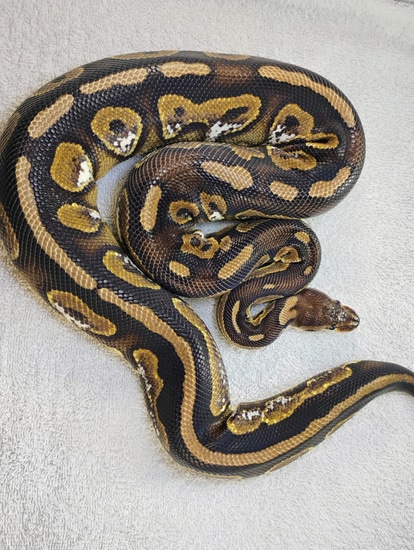 Cinnamon Calico Yellowbelly Ball Python by Exotic Morph Obsessions