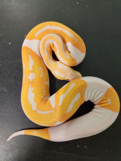 Dreamsicle Ball Python by Chris’s exotic balls