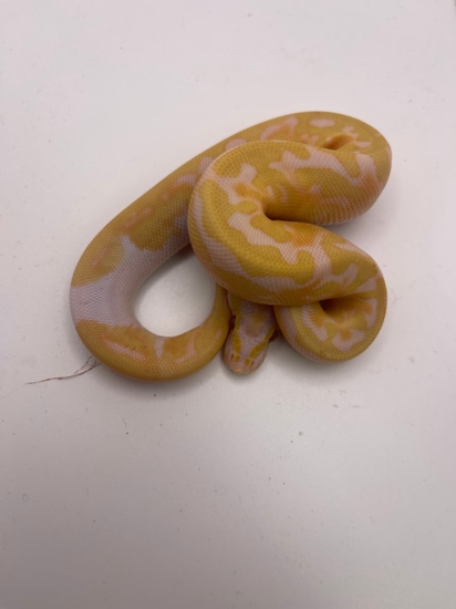 Super Enchi Candy Pied Ball Python by Chris’s exotic balls