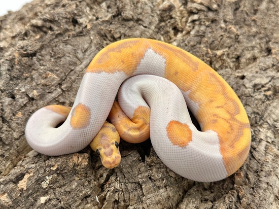 Banana Clown Pied Ball Python by Chris’s exotic balls
