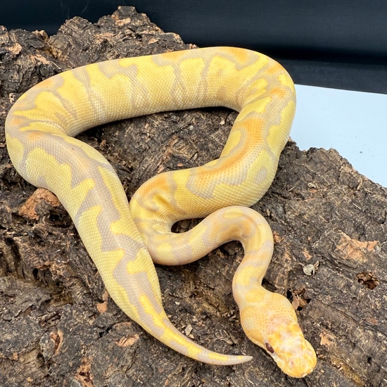 Candy Clown Ball Python by Chris’s exotic balls