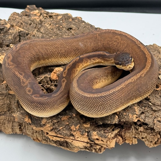 Cinnamon Sunset Ball Python by Chris’s exotic balls