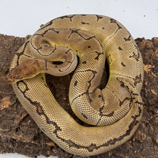 Mystic Pinstripe Clown Ball Python by Chris’s exotic balls