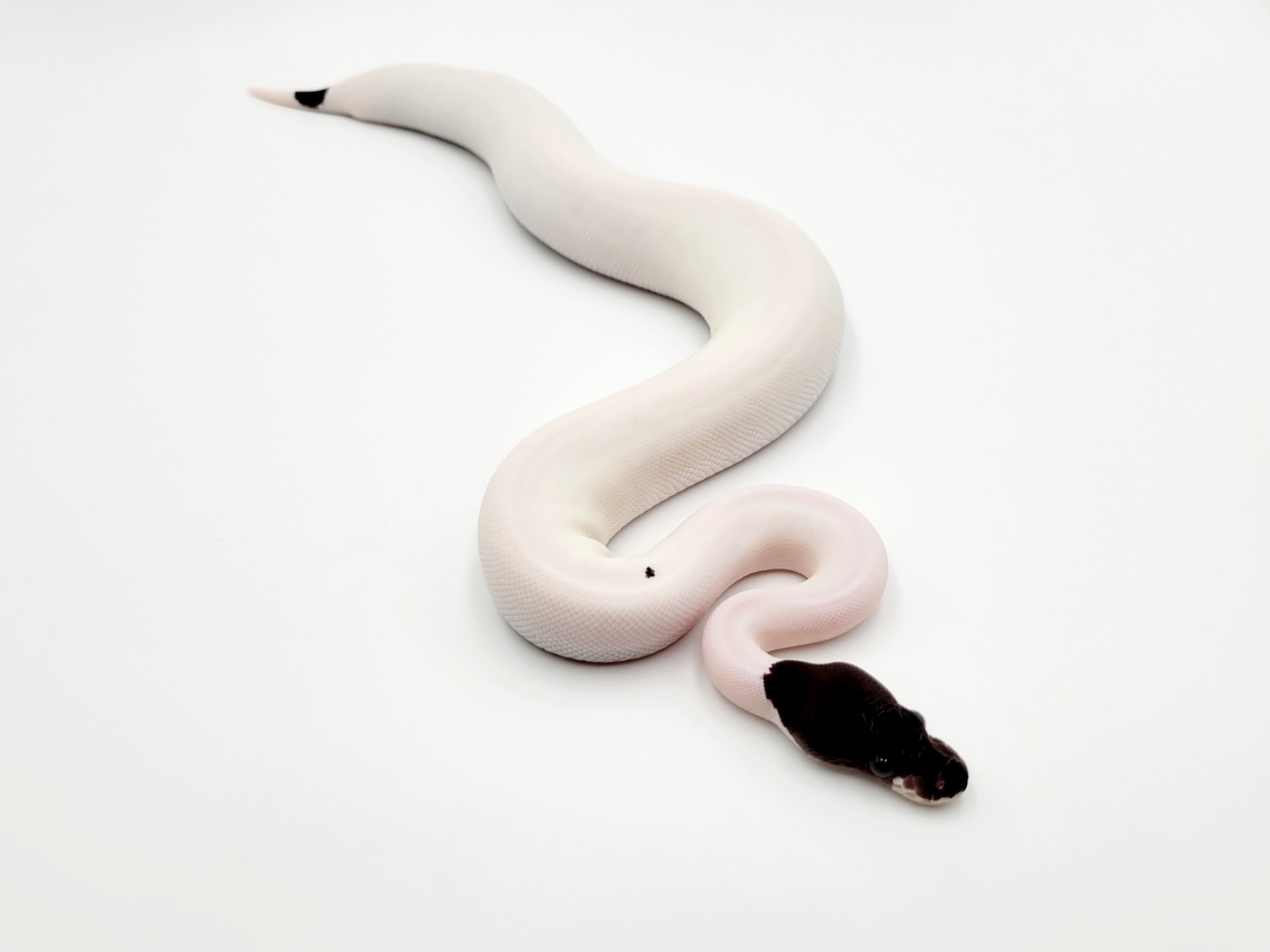 Panda Pied (Super Black Pastel Piebald) Ball Python by Big Color ...