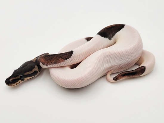Black Pastel Piebald (4) Saddle Markings Ball Python by Big Color Reptiles