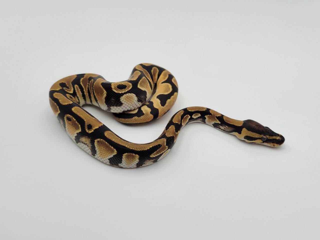 Orange Dream 100% Dbl Het Clown/Het Piebald 50% Het Albino (Possible ...