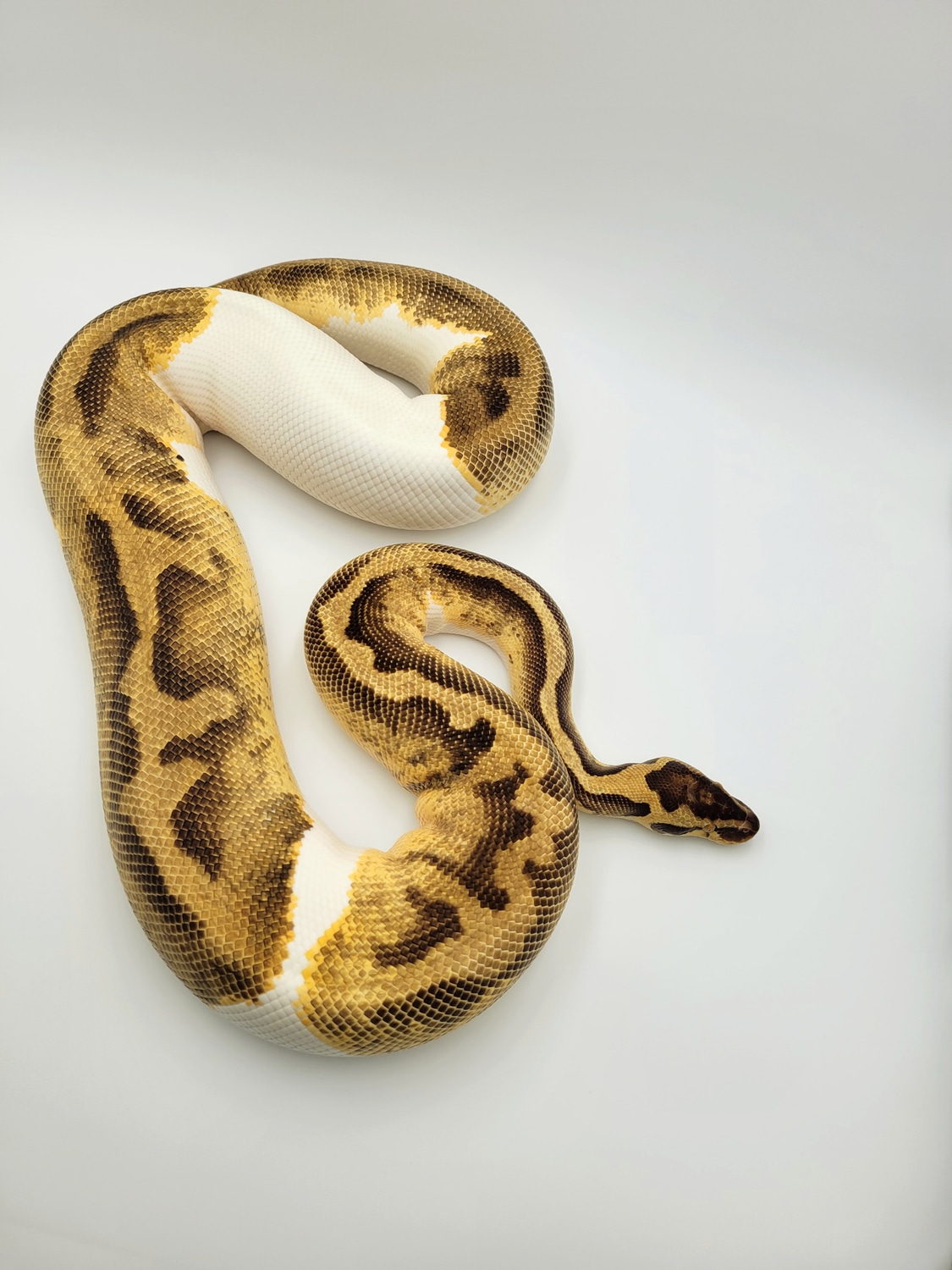 Pastel Enchi Piebald Proven Breeder Female Ball Python by Big Color ...
