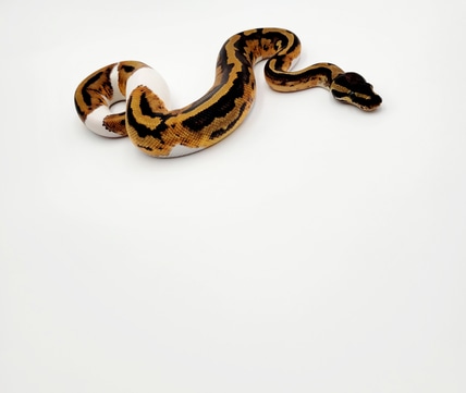 Wonderful Panda Piebald Ball Python by Big Color Reptiles - MorphMarket