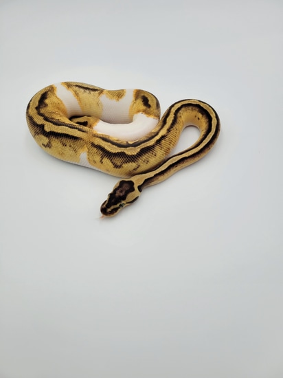 Stunning Pastel Enchi Pied Het Clown Ball Python by Big Color Reptiles