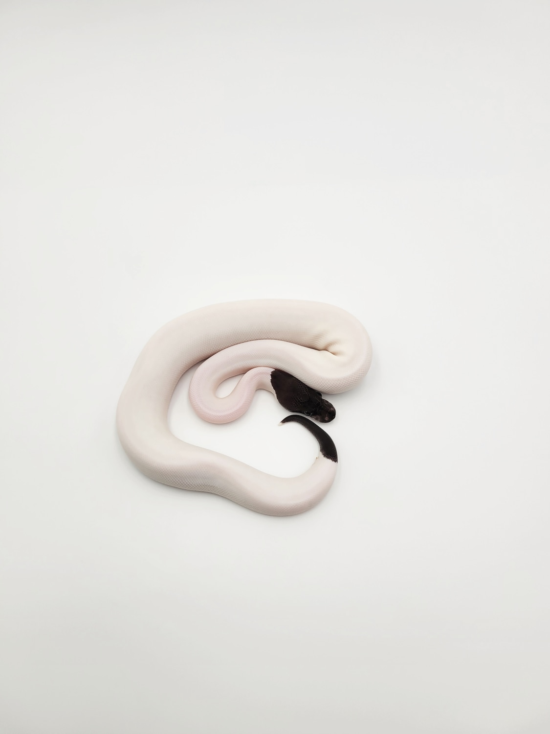 Wonderful Panda Piebald Ball Python by Big Color Reptiles - MorphMarket