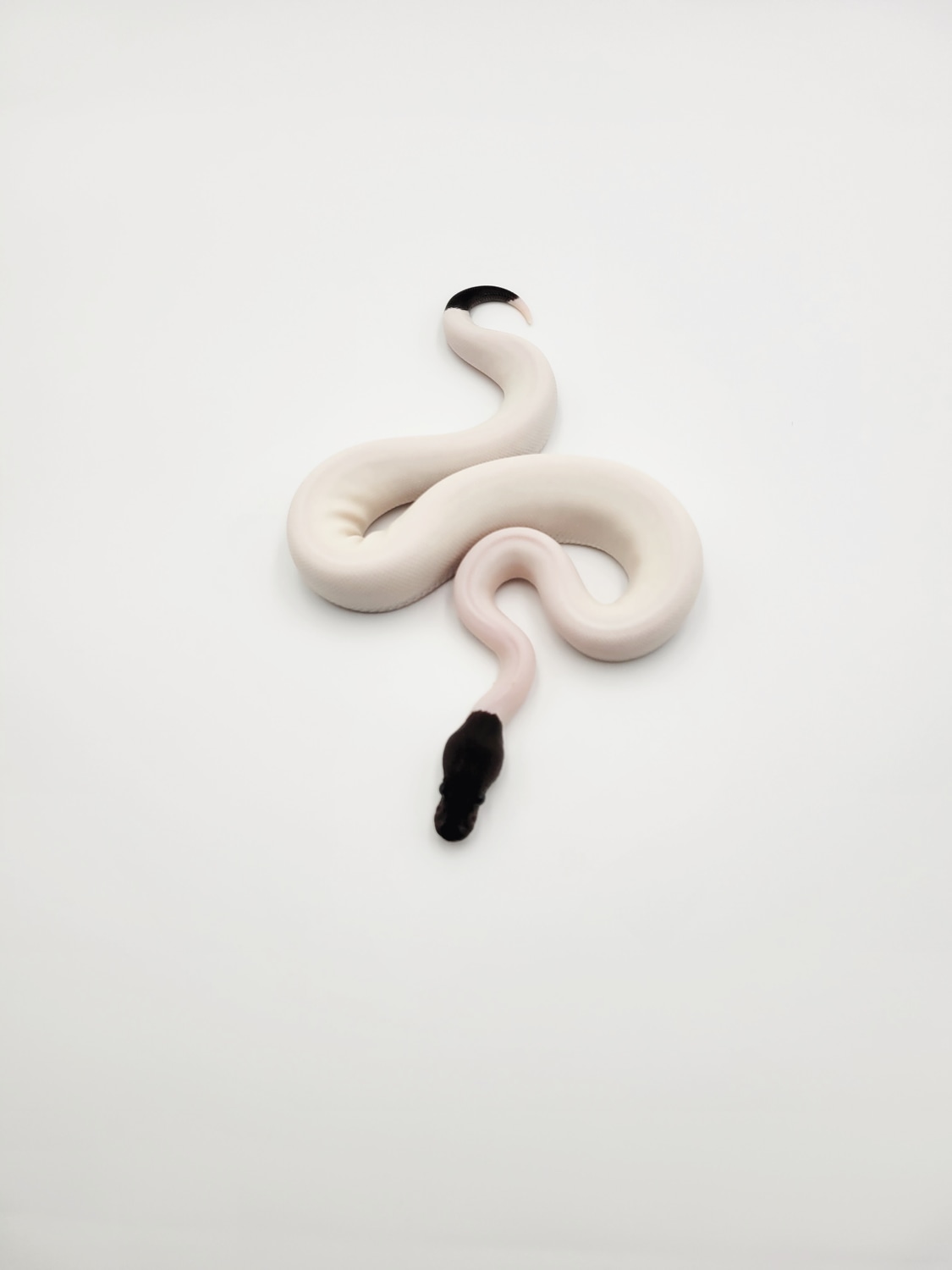 Awesome Panda Piebald Ball Python by Big Color Reptiles - MorphMarket