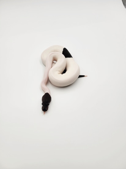 Panda Pied Ball Python by Big Color Reptiles