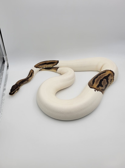 Leopard Piebald Het Clown Ball Python by Big Color Reptiles
