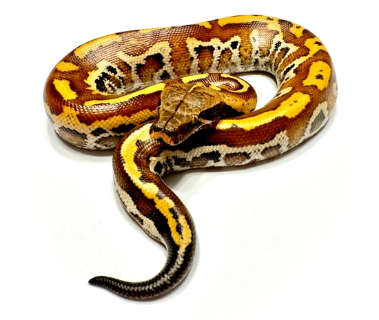 Matrix PH T+ Albino Male Blood Python by Can Cel Reptiles