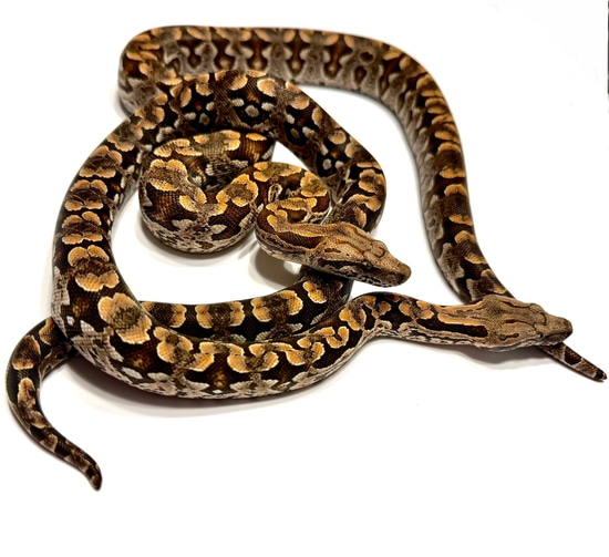 1.1 Dumeril’s Boa (Relisted) Dumeril's Boa by Can Cel Reptiles