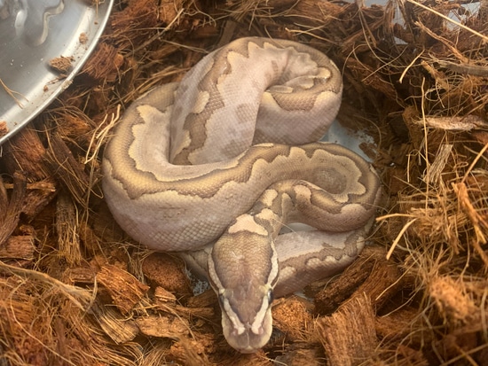 Bamboo Calico Ball Python by Williams Family Exotics